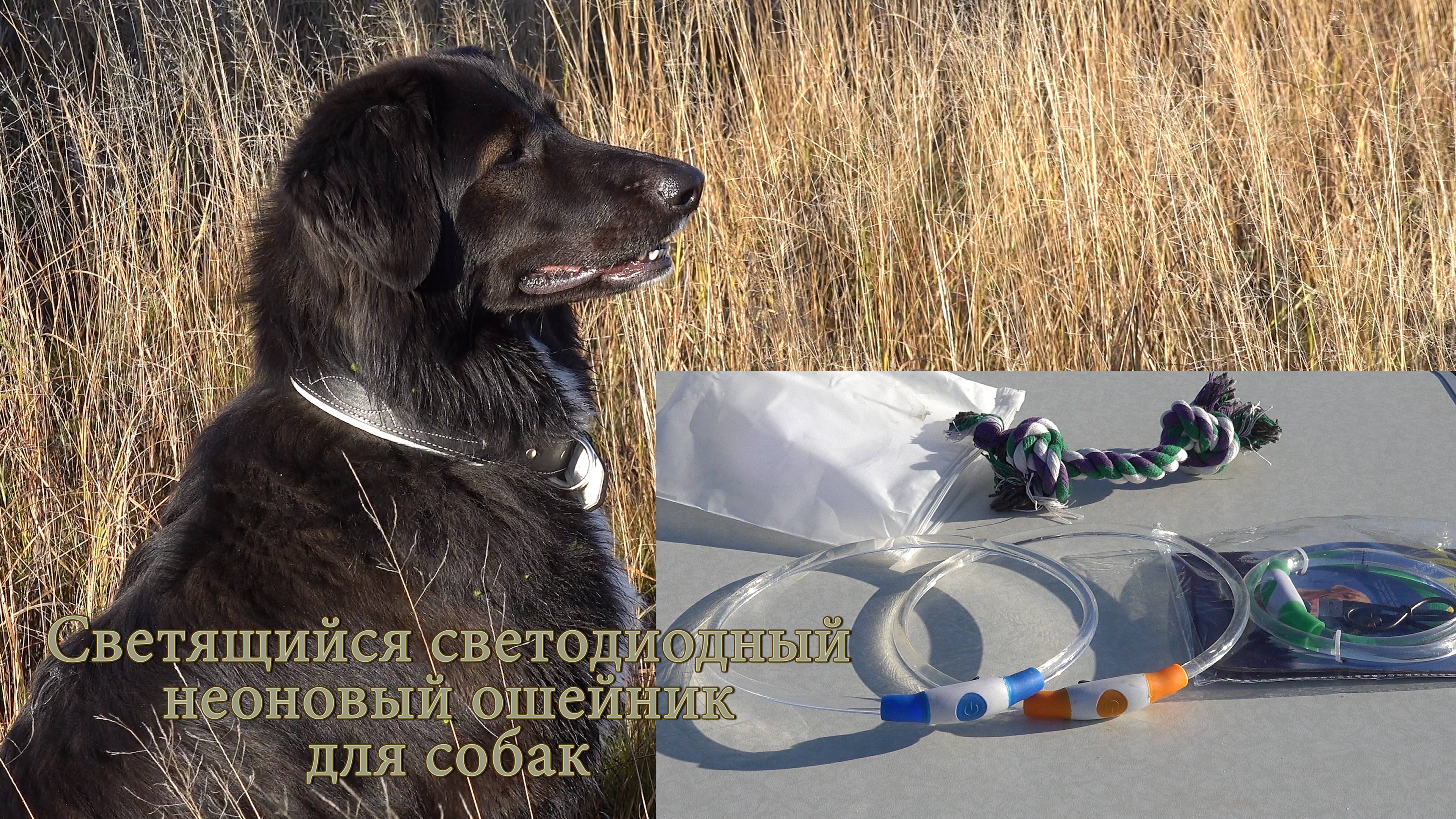 Светящийся светодиодный неоновый ошейник для собак.
