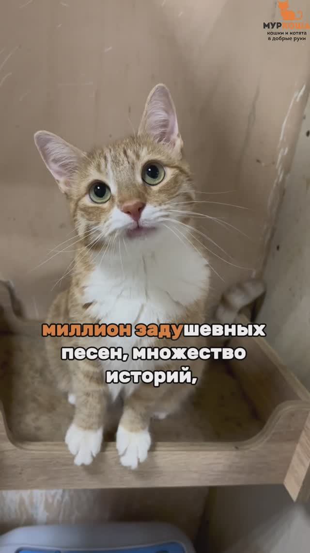 Флорса ждёт вас в приюте #Муркоша