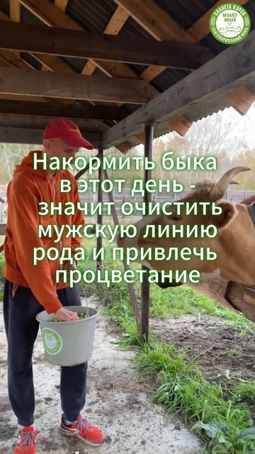 Будем кормить коров сегодня 21.09 в 15:00 мск