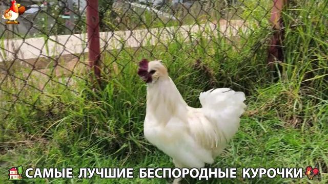 Цыплята и Курочки селяночки лучшие беспородные несушки 🥚 (315)