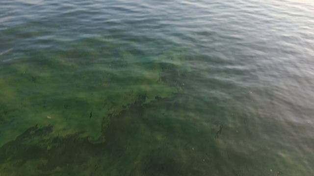 Вода в Доне позеленела