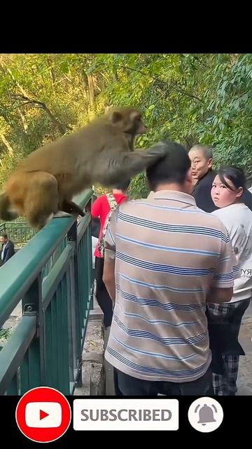 Funny Monkey Moments 🐒