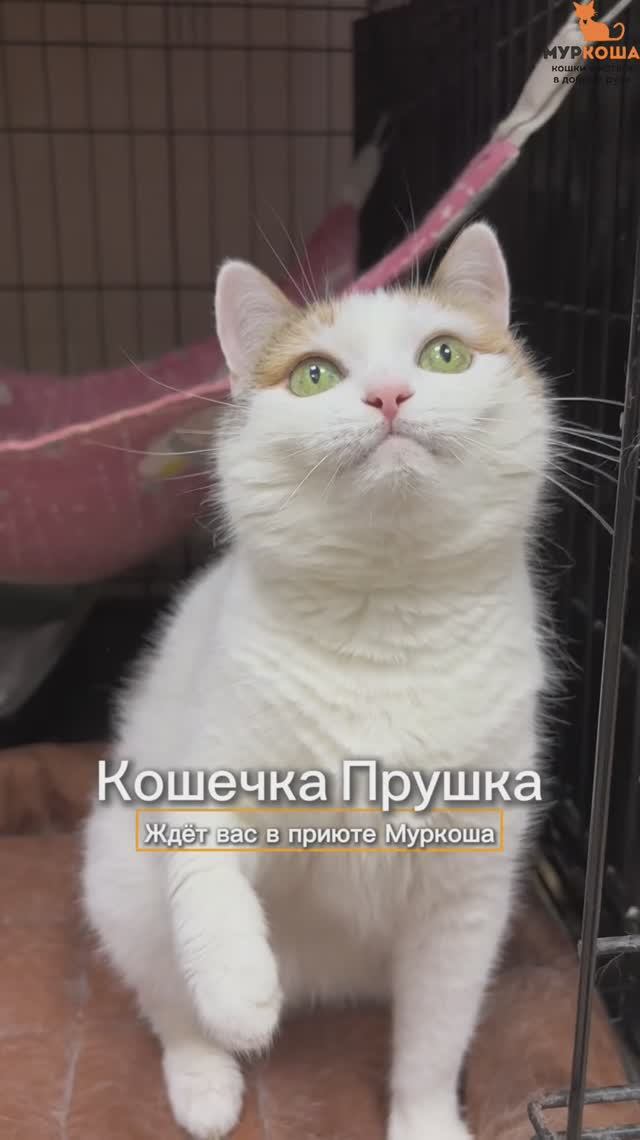 Прушка ждёт вас в приюте #Муркоша
