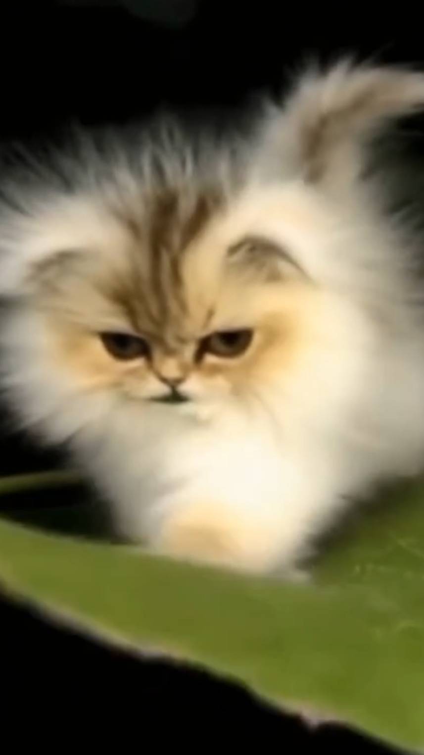 🥦 Этот котёнок — вегетарианец!
