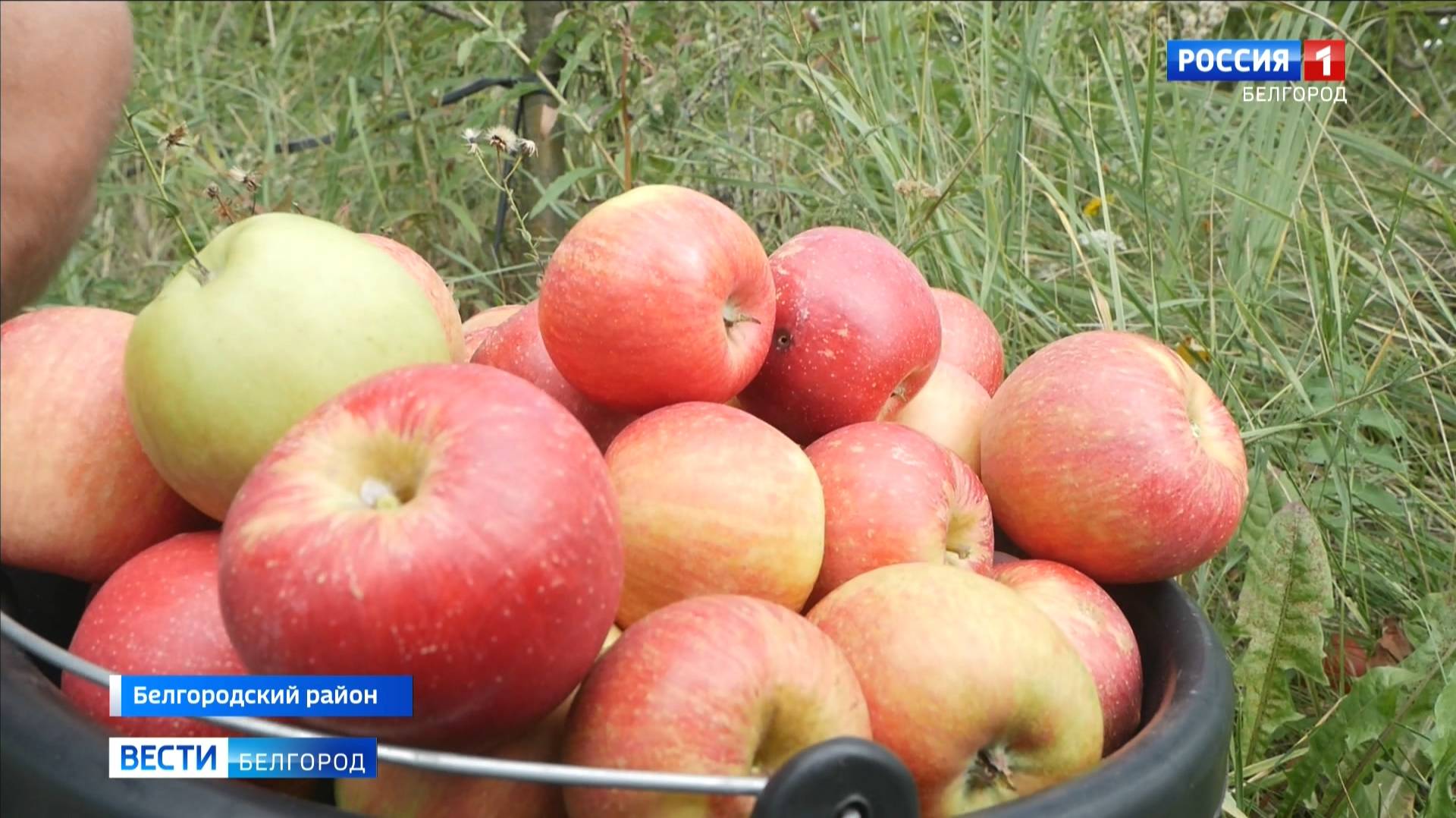 Итоговый выпуск "Вести. Белгород" от 21.09.2025
