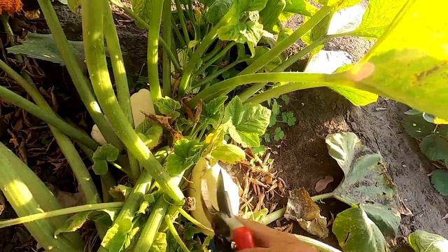 Последние кабачки