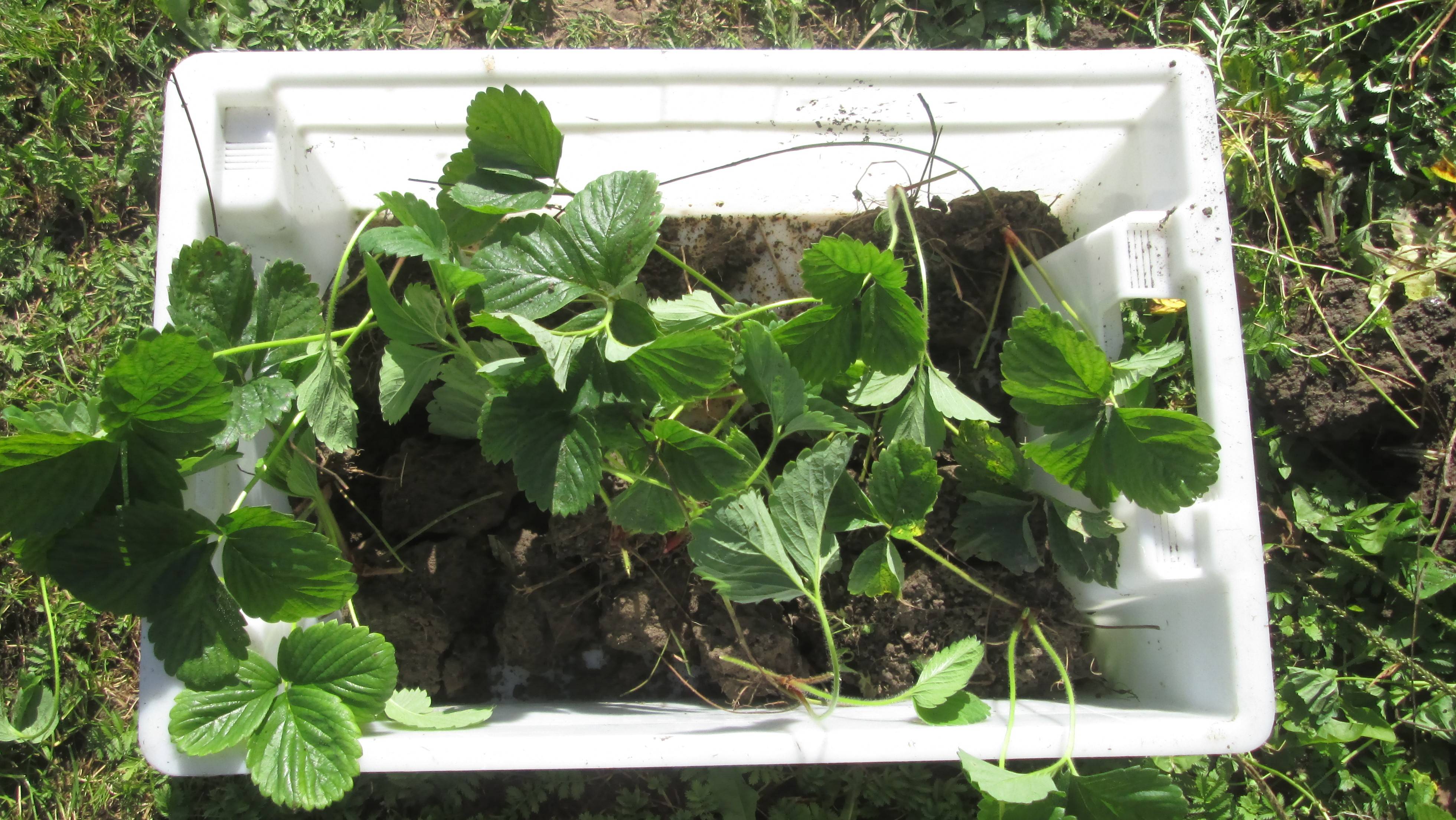 Пересаживаем клубнику в сентябре