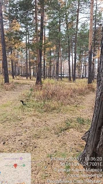 Якутия Нерюнгри парк. Белка закладчица.