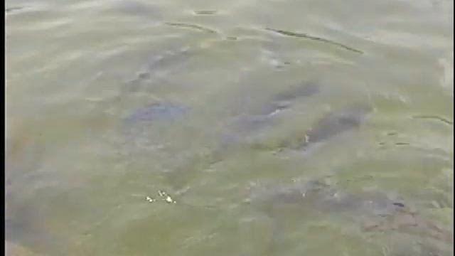 Сочи.  Адлер.  Часть 1