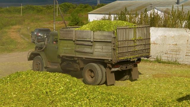Зелёная страда – в разгаре