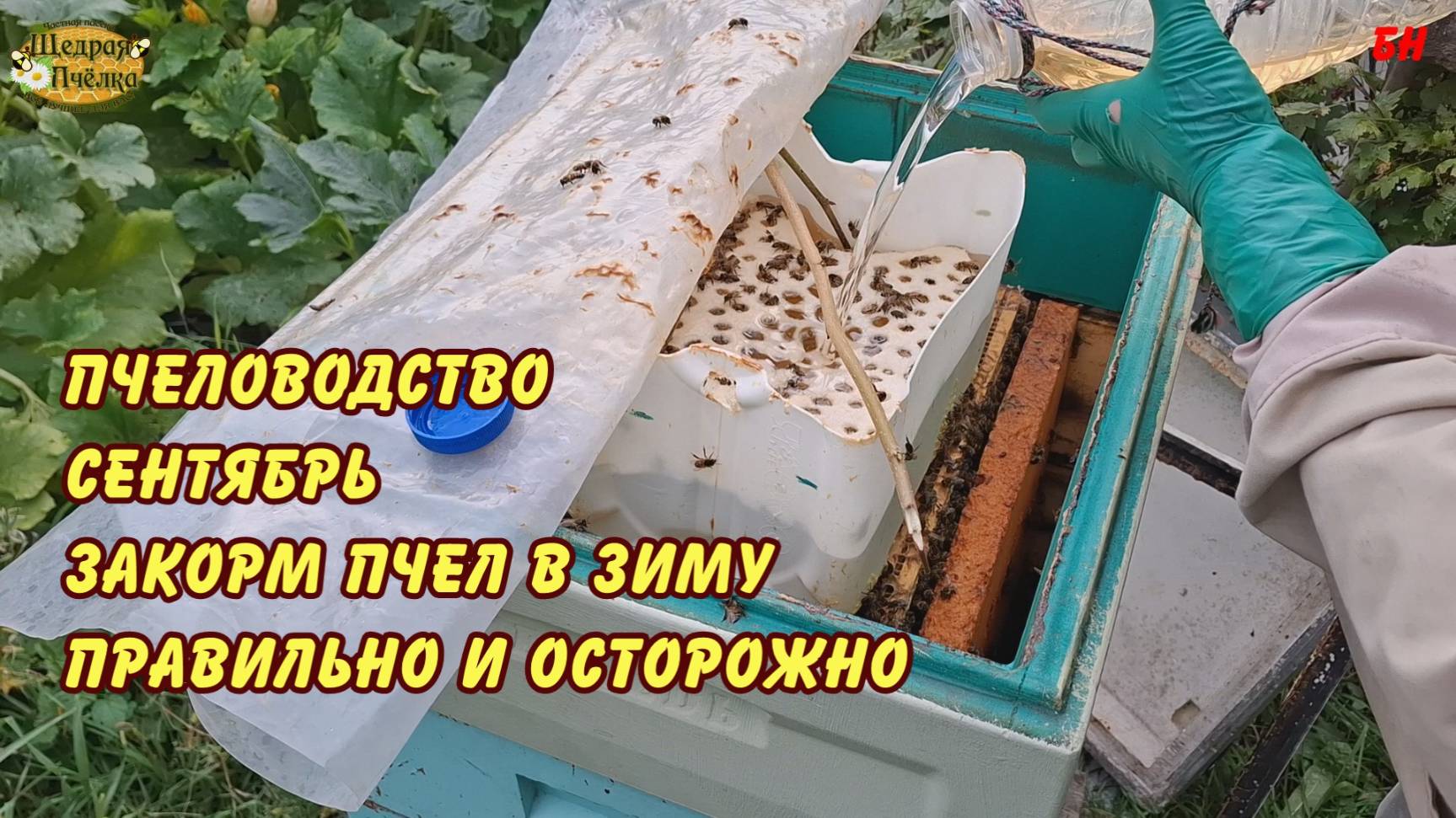 пчеловодство сентябрь закорм пчел в зиму правильно осторожно
