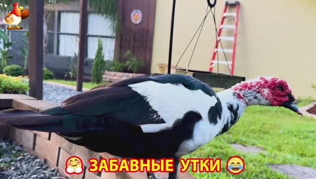 Забавные утки мускусные и пекинские на свободном выгуле со своими друзьями ч.(235) ❣️🤗😂