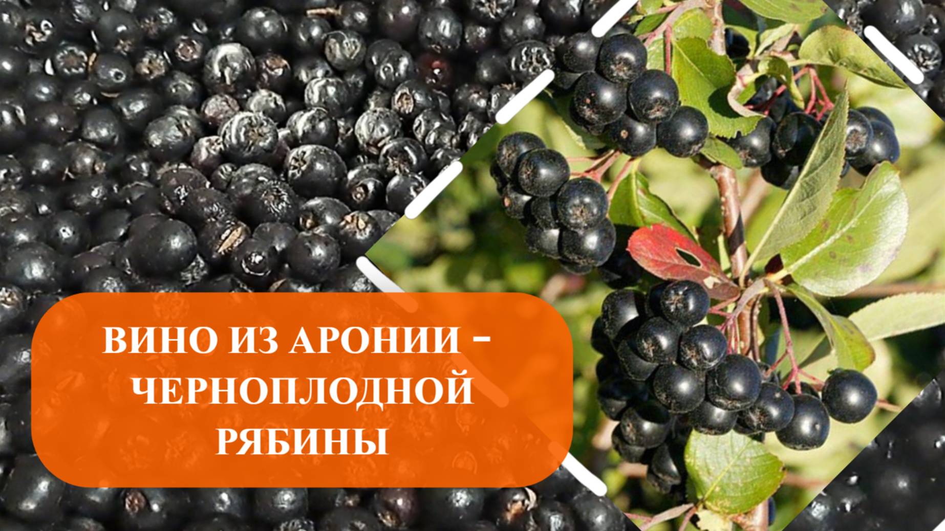 вино из аронии - черноплодной рябины