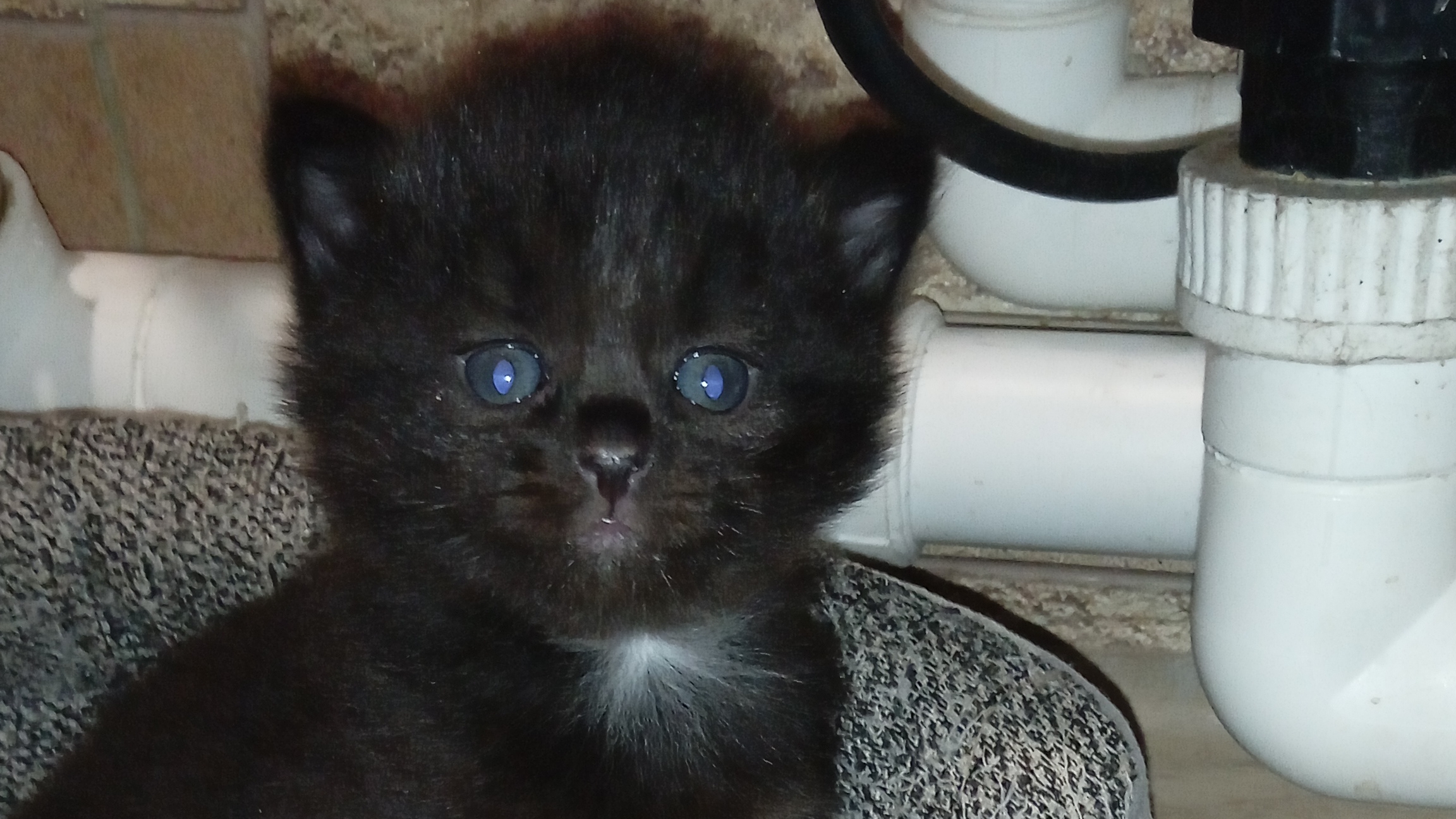 Черничка дремлет после еды