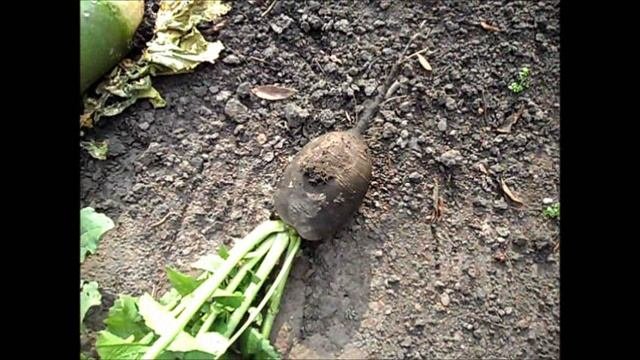 Урожай черной редьки