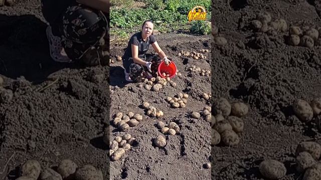 86. Отбор семенного картофеля на поле