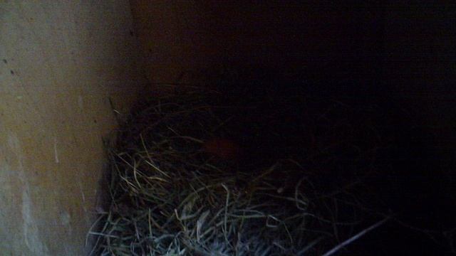 Обзор куриного урожая 22 сентября 2025