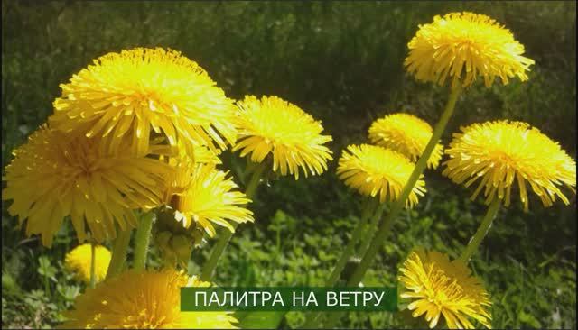 Палитра на ветру