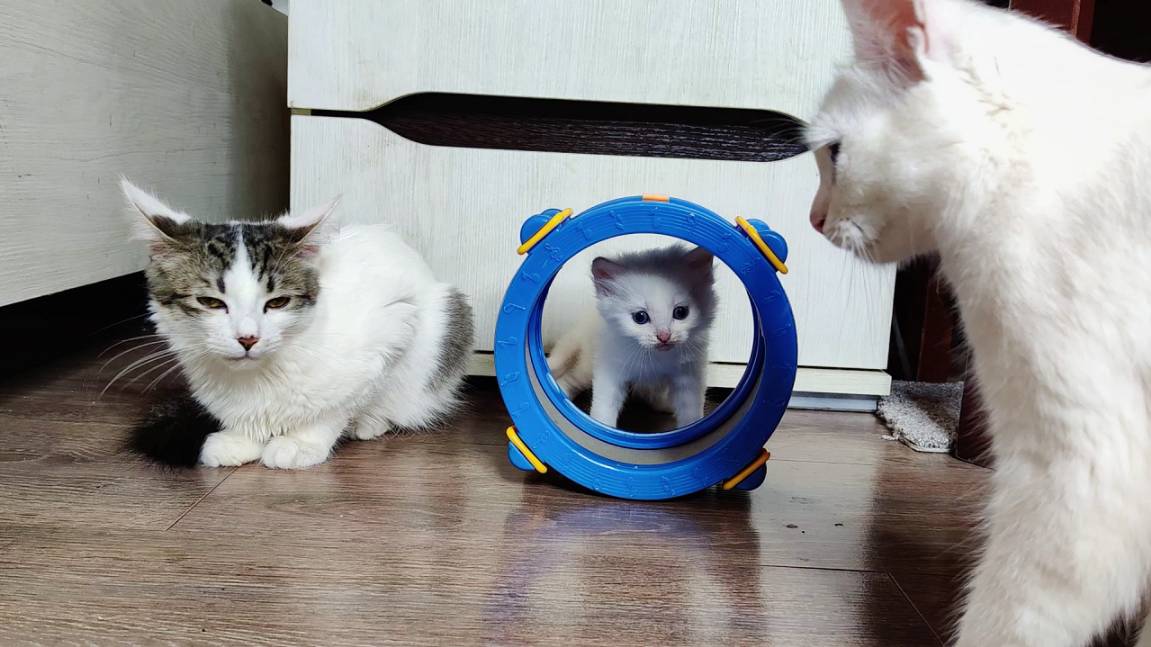 Мама-кошка и её белый котёнок. Коллекция