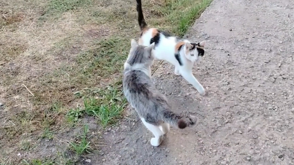 Аня заболела. Целый день опасность БПЛА 🛩️🛩️