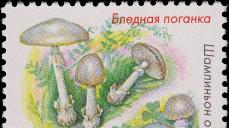 ГРИБЫ НА ОТКРЫТКАХ. ГРИБНАЯ ФИЛОКАРТИЯ. #грибы #открытки #обмен #обзор #тихаяохота