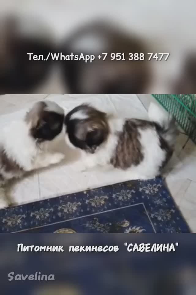 Питомник пекинесов "Савелина", мальчики свободны для брони