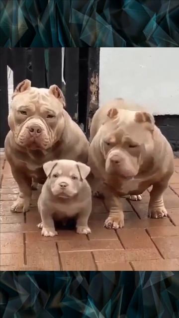 Семейная фотосессия - папа, мама и сынок