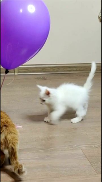 Красивый прыгающий котенок. #котенок