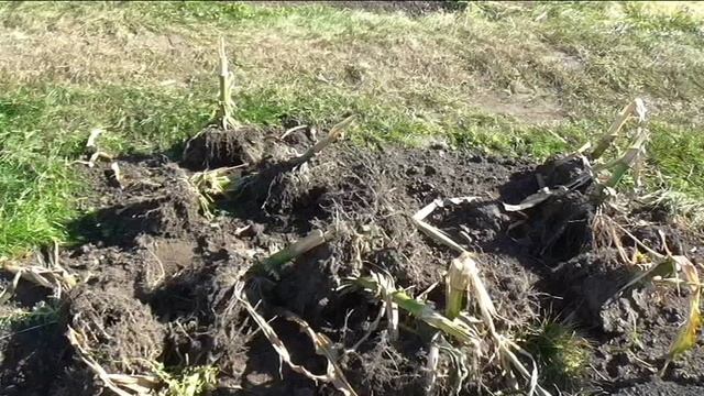 Стебли и корни кукурузы убираю с участка