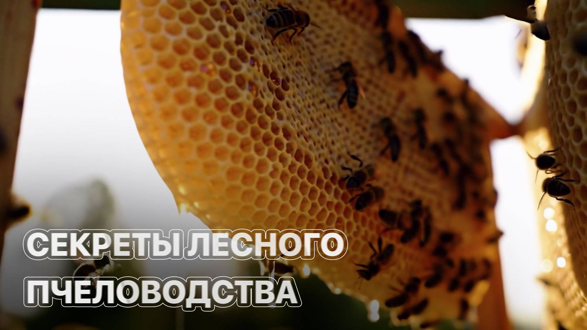 Мёд из Дефановки. ЗЕМЛЕХОД