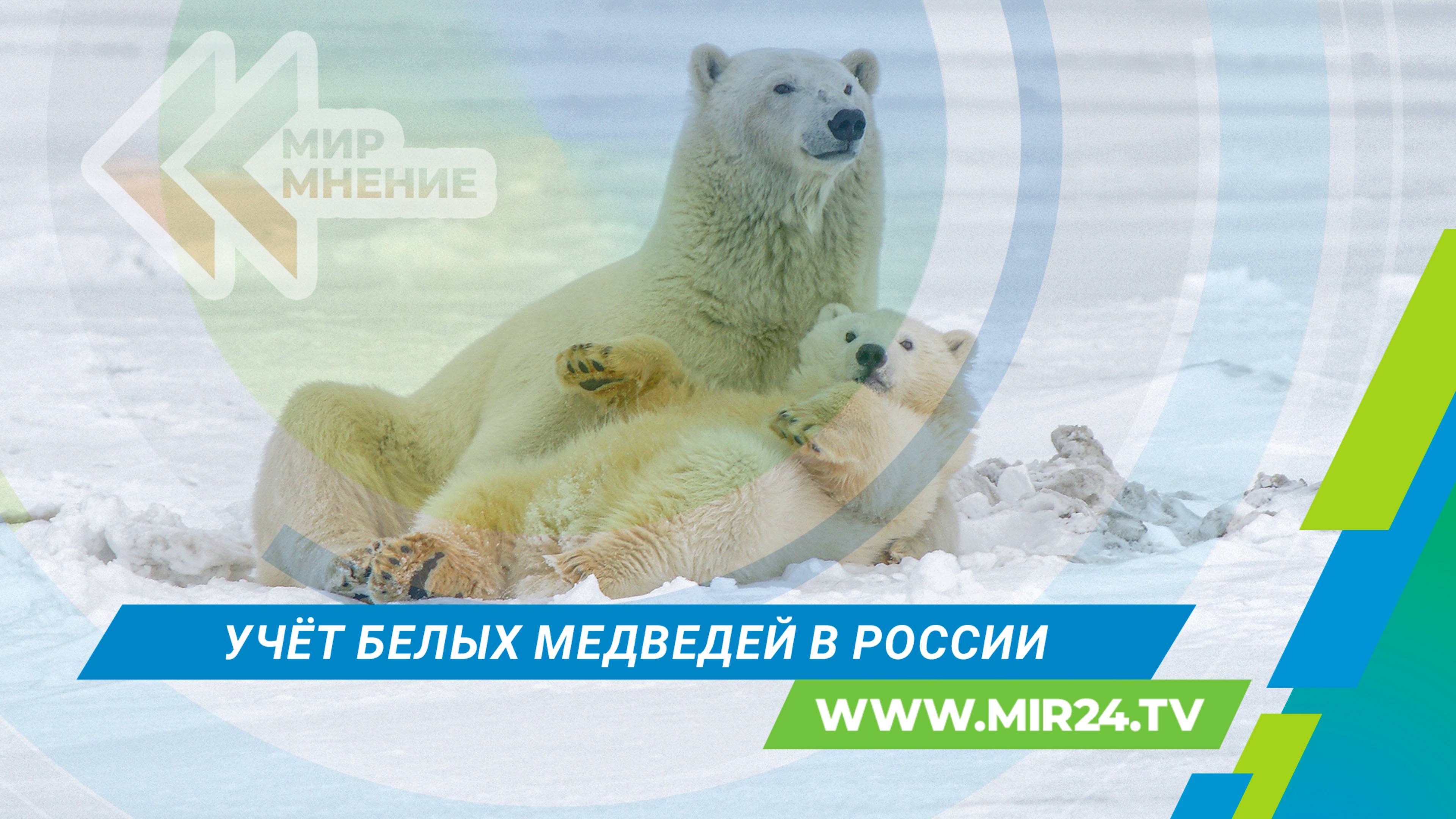 Как проходит авиамониторинг белых медведей в заповеднике «Медвежьи острова»?
