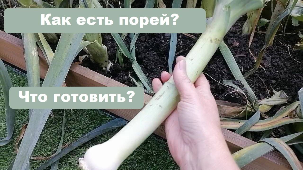 Как есть лук-порей? Не надо выдумывать и искать особые рецепты