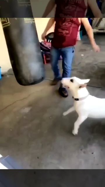 Собака Ван Дамма