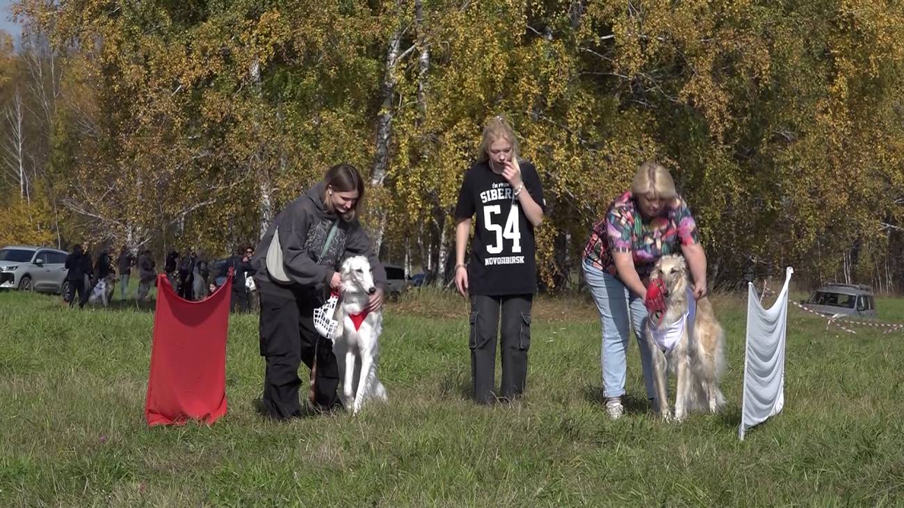 Чемпионат по бегу борзых за механической приманкой прошел под Новосибирском