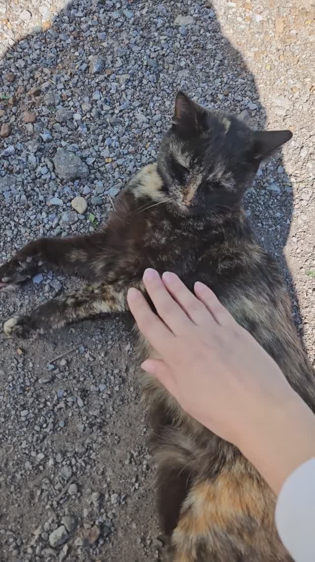 Наши деревенские котейки😺🐾