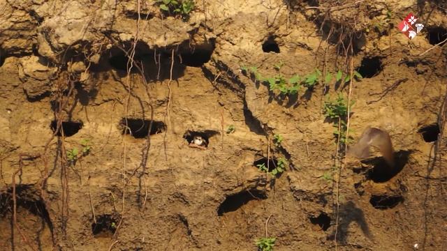 Ласточка-береговушка