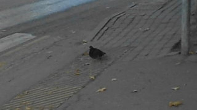 Голубь у автобусной остановки DSCN6750