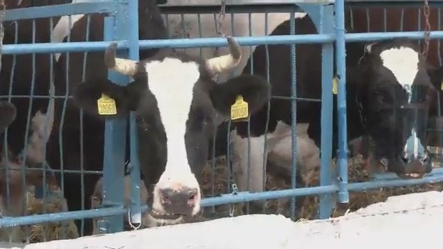 В Ейском районе завершился краевой смотр-конкурс среди операторов искусственного осеменения