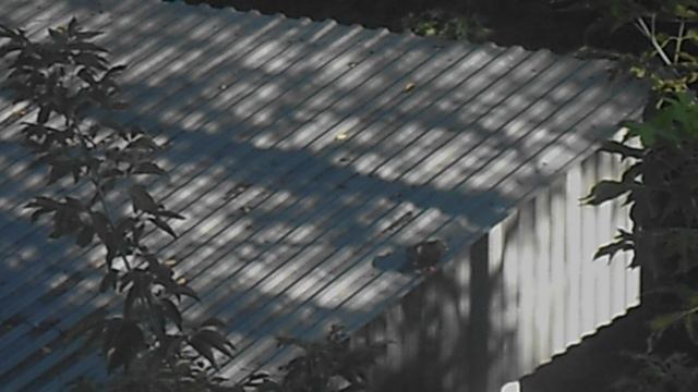 Голубь на крыше. DSCN6695