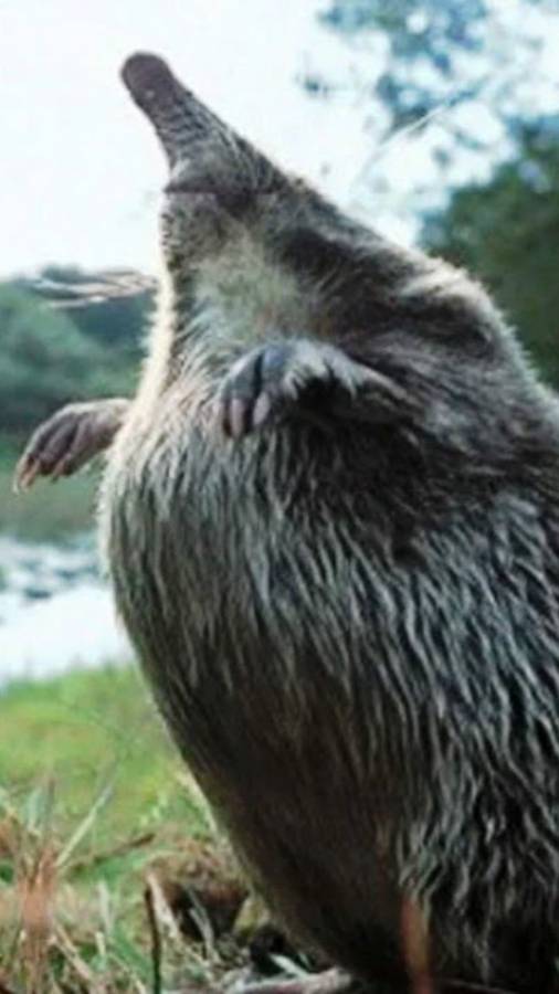 The Muskrat