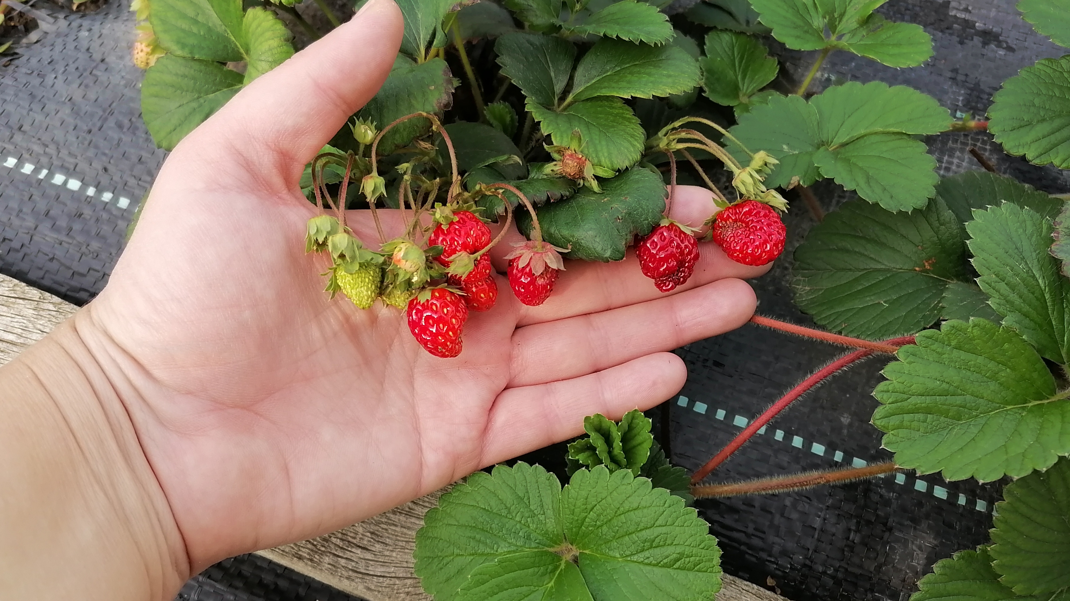 Поехали на дачу / Дачный сезон почти окончен / Бетонируем столбы / Начало стройки