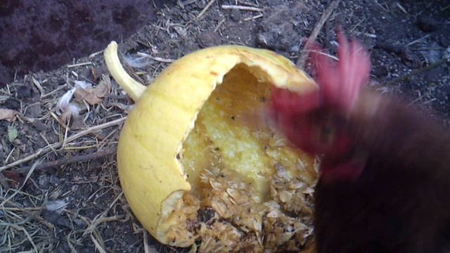 Обзор: "сложность хранения больших тыкв "