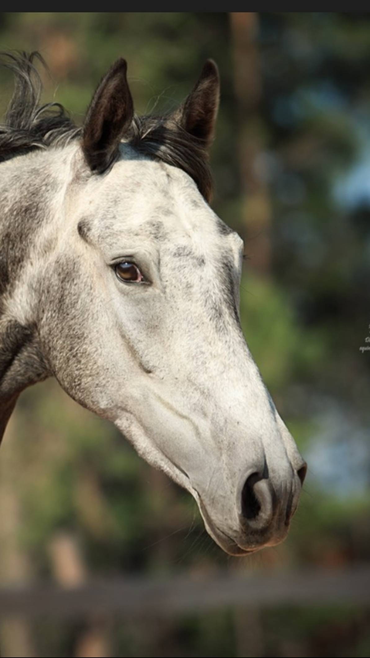 Обучение верховой езде.