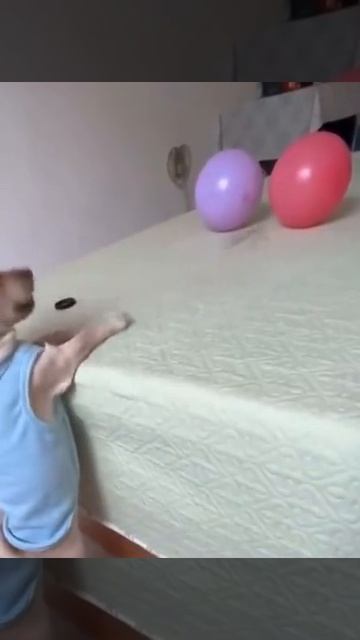 Пес-снайпер