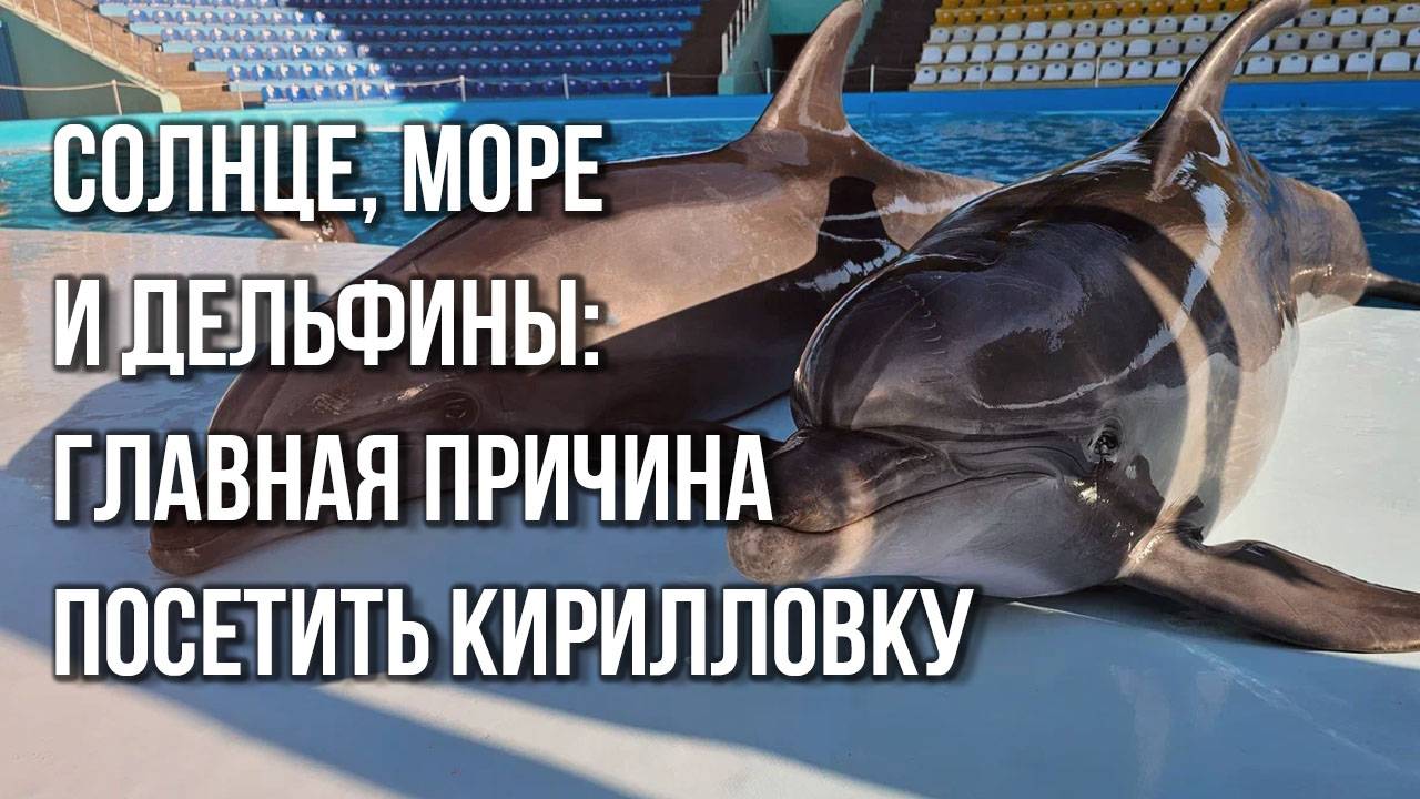 Война и дельфины: как уникальный дельфинарий в Запорожской области переживает СВО