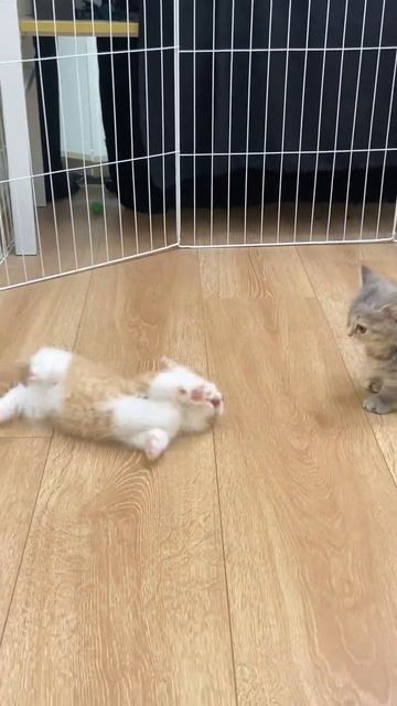 Два котёнка играют