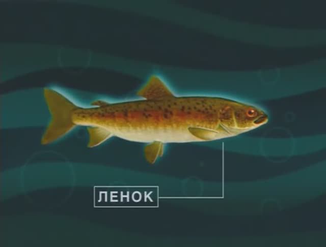 Почему представители рода Ленки (Lenoks) — Brachymystax Günther, 1866 считаются «нашей рыбой» ?