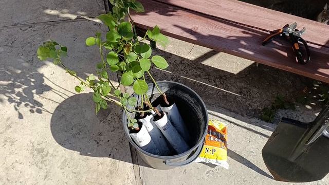 Посылка от Тамара Розы, высаживаю на постоянное место