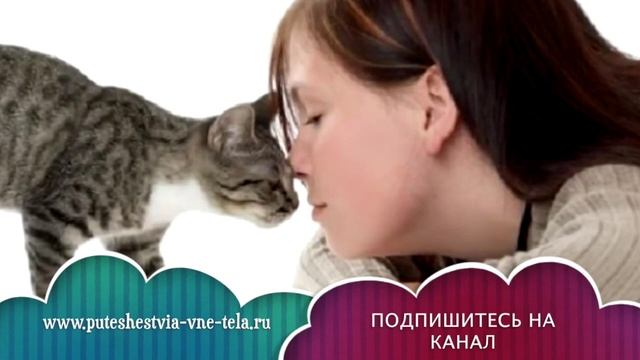 К чему снится кошка