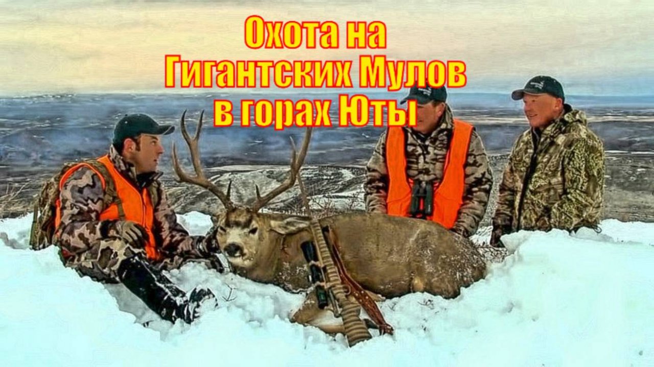 Охота на Гигантских Мулов в горах Юты
